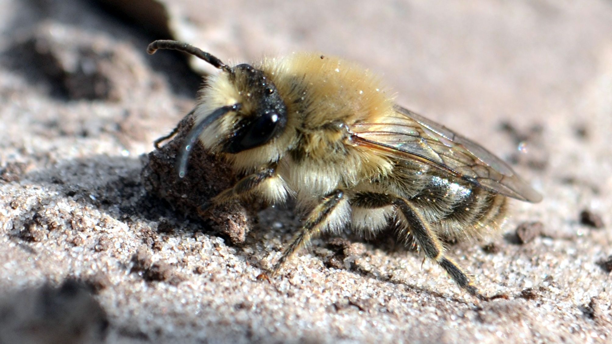 Wildbienen in unserer Landschaft - ABG.TV